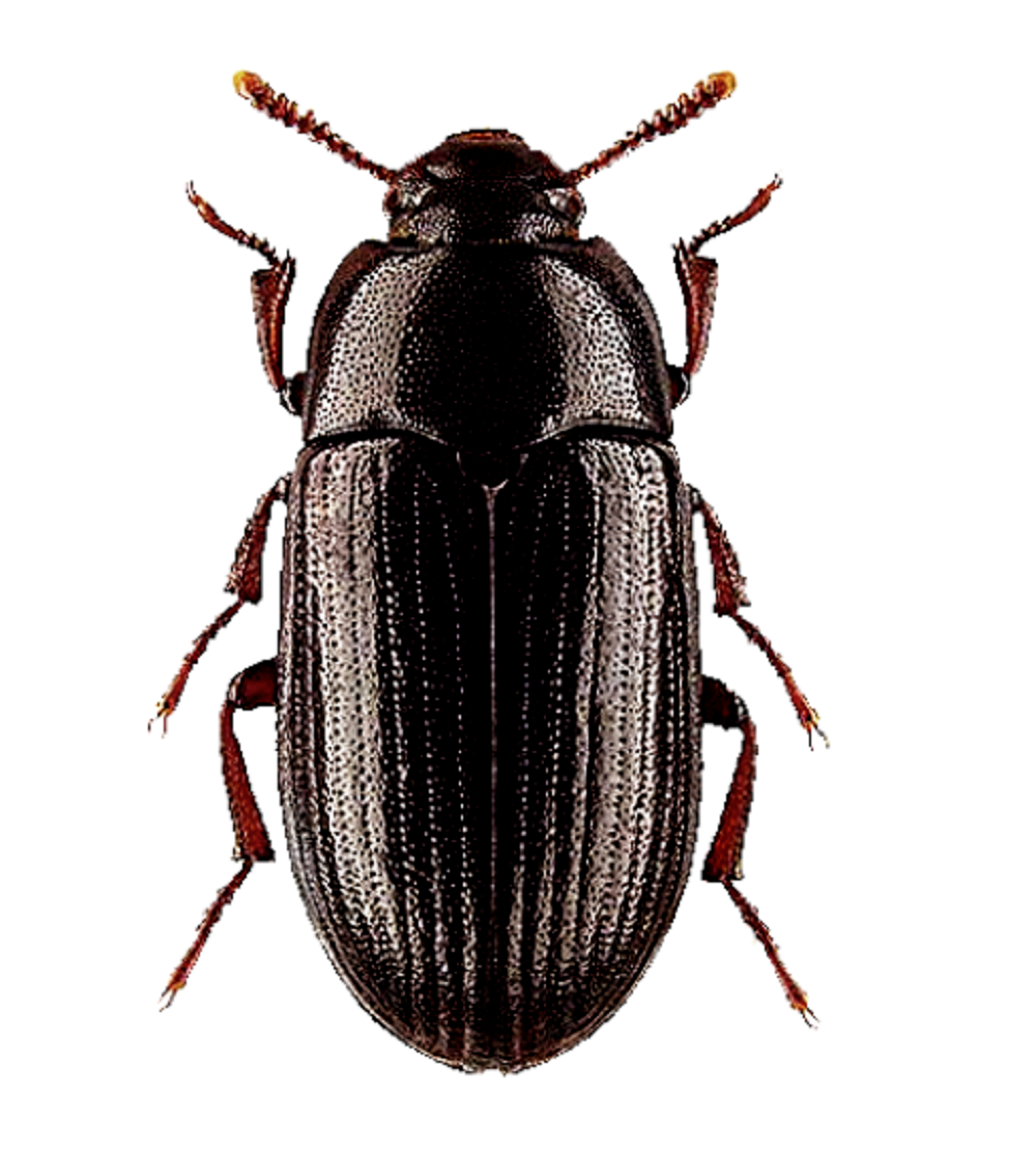 Black Buffalo Beetles Dubia Roach & Terrarium Tank Cleaner Crew Lesser ...