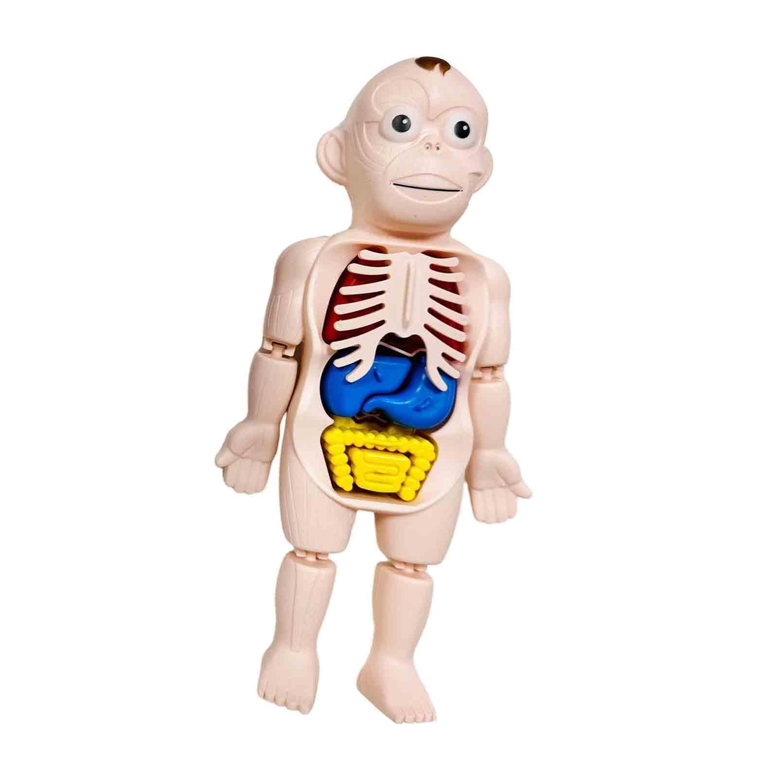 Human Body Puzzle for Kids Anatomy Model for Spatial Awareness ...