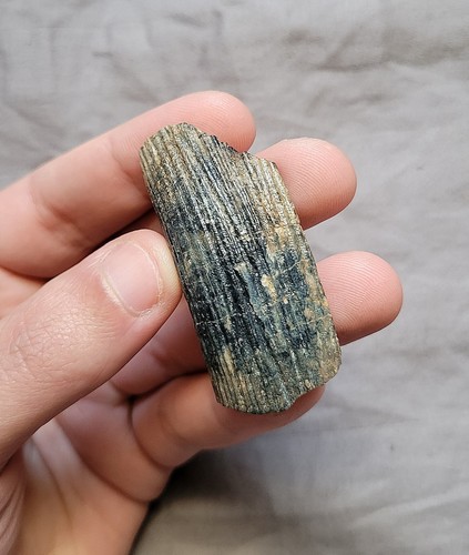 Rare Unique Color Giant Beaver Huge Mammal Tooth Fossil Ice Age Of ...