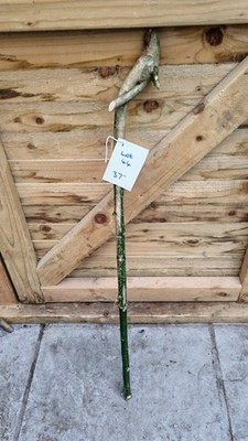Walking Stick Cane Blank Shank Shaft Holly Wood Walking Stick | eBay UK