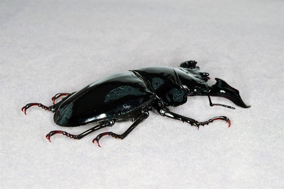 Mesotopus Tarandus Insect Model Realistic Beetle Decoration Fridge ...