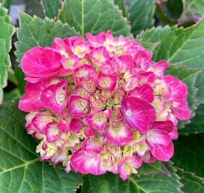 Hydrangea Grumpy Wee Bigleaf Bit Handsome Appeal Purple Garden Live ...