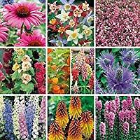 Hardy Perennial/Biennial Medium Plug Plants Collection 24 Plug Plants ...