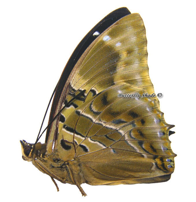 Unmounted Butterfly/Nymphalidae - Charaxes numenes aequatorialis, male ...