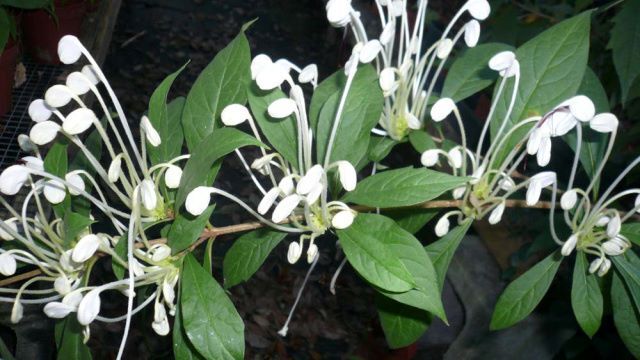 ~~MUSICAL NOTES~~Clerodendrum incisum~~Small Well Rooted Starter Plant ...