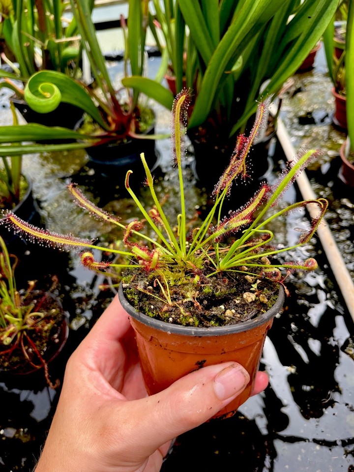 2 Drosera Capensis Sundews (carnivorous plant) BARE ROOT | eBay UK
