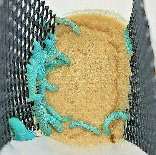 24+ Live Blue Goliath Tobacco Hornworm Pet Reptile Worm Feeders Culture ...