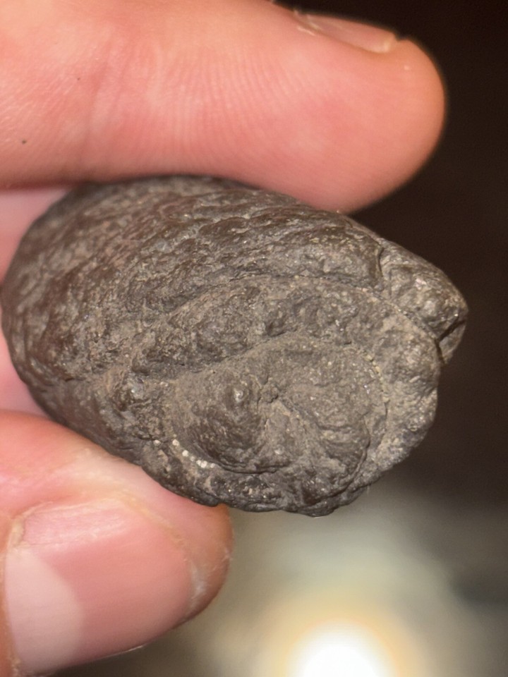 Megalodon Shark Coprolite Fossil Poop Big Brook Dinosaur Tooth Rare ...