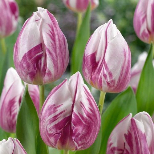 8 bulbes de Tulipes Flaming Prince !!! | eBay