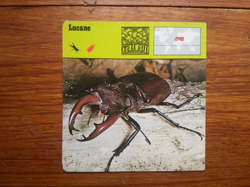 LUCANE LUCANUS CERVUS Carte collection 1975 fiche animal lobby card | eBay