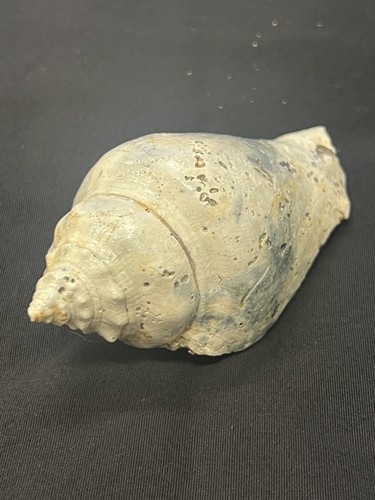 Fossilized FIGHTING CONCH Shell From Central Florida. Pliocene Era. | eBay