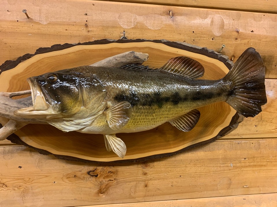 Real Skin Mount Largemouth Bass Small Mouth Crappie Fish Taxidermy ...