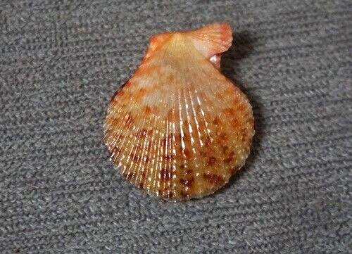 Chlamys squamata 28 mm GEM intense COLOR pattern specimen wow!!! | eBay