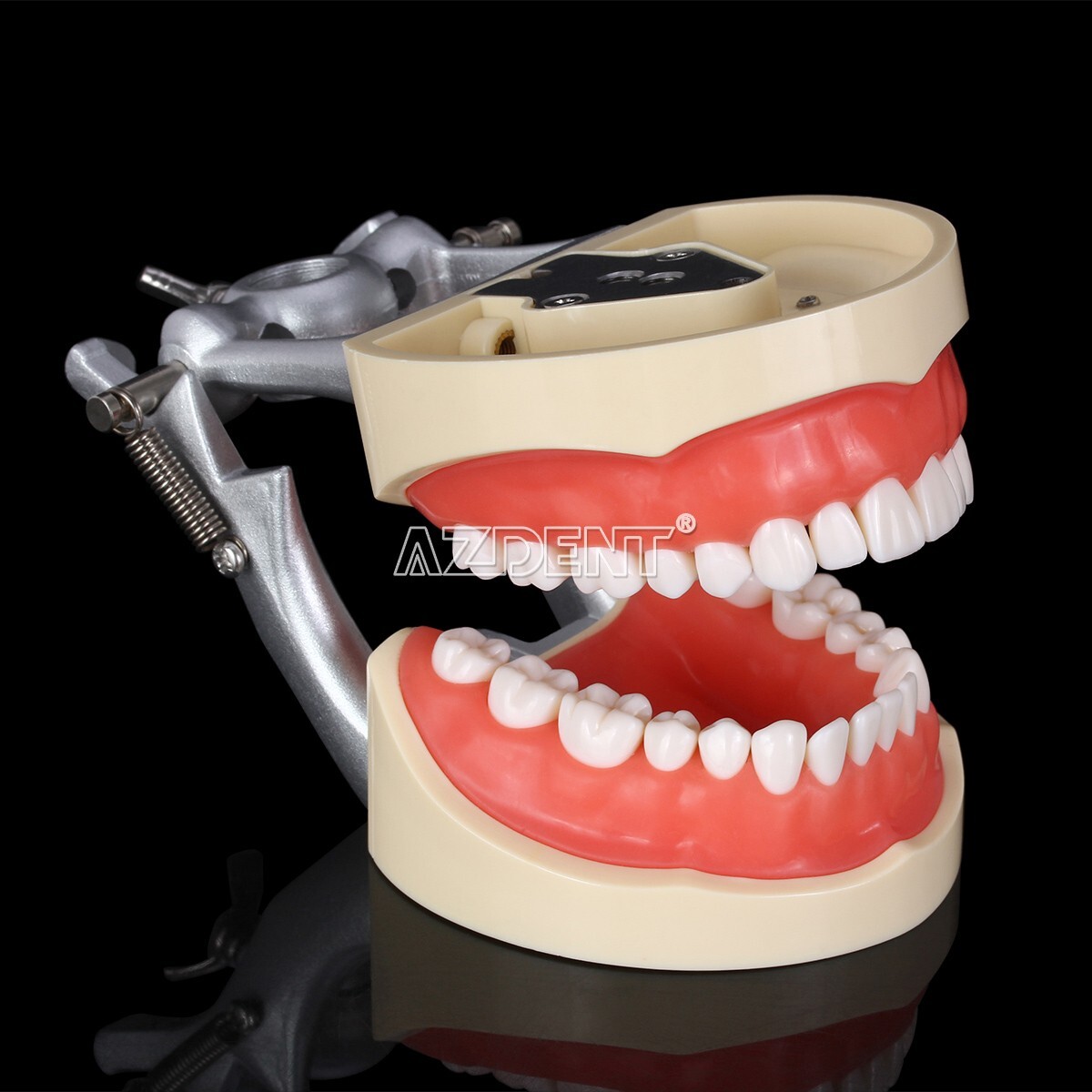 Articulated Dental Typodont Standard Model with Removable 32pcs Teeth ...