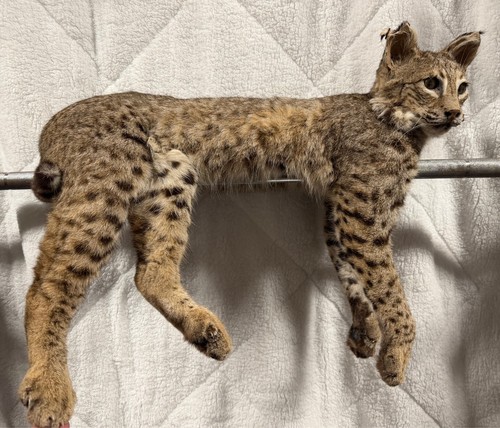 Full Body Taxidermy Bobcat Mount – Realistic, Wall Display, Slight Ear ...