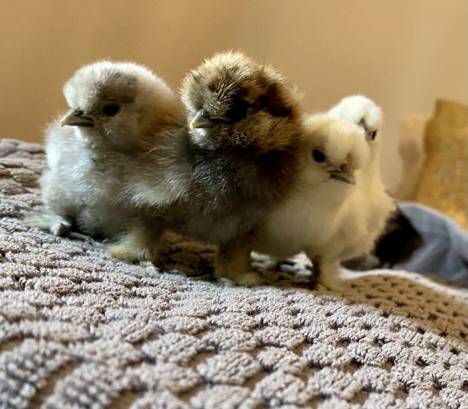 6 Bearded/Crested Show Quality Silkie & Showgirl chicken hatching eggs ...