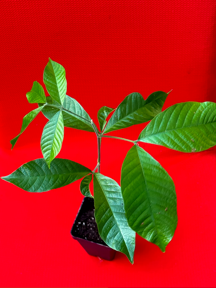 Ackee Blighia Sapida Akee Acki Fruit Tree Starter Potted Plant | eBay