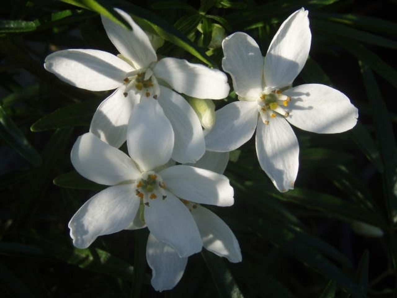 Mexican orange Aztec Pearl / Choisya Dewitteana Aztec Pearl in a 2L Pot ...