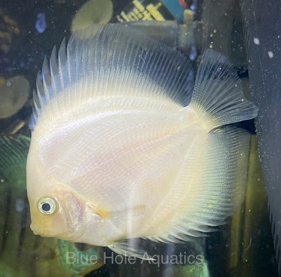 Snow White Discus Fish 4-4.5” Live Fish | eBay