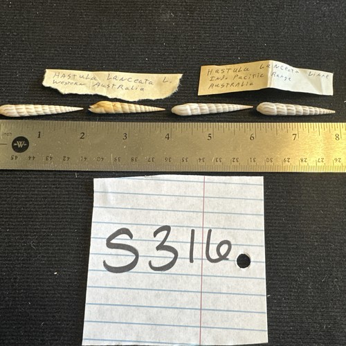 Seashell Hastula Lanceata Western Australia Set Of 4 (S316) | eBay