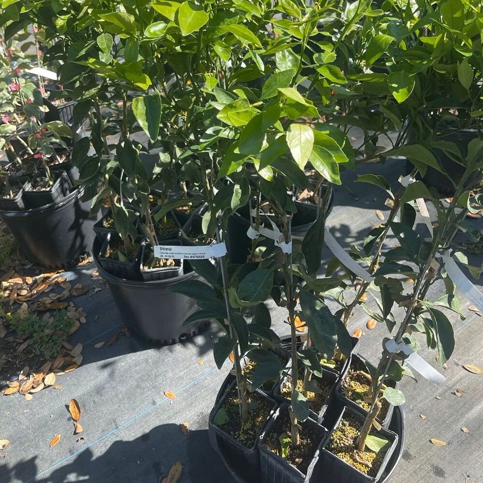 Dekopon Orange Grafted Plant Sumo Shiranui Mandarin Fruit Tree Tall 20 ...