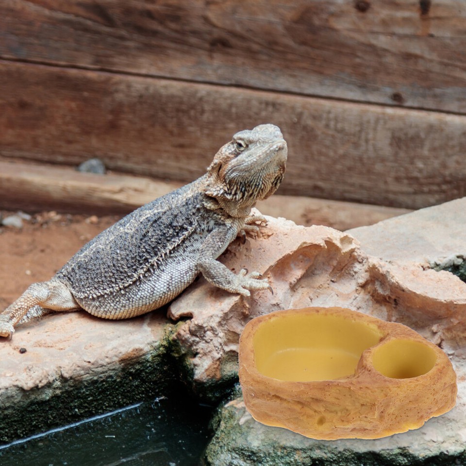 Reptilians Reptile Pet Bowl Lizard Water Dish Feeding Tray Bowls for ...