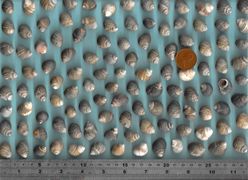 114 Well Worn UK NORTH SEA Scottish COMMON PERIWINKLE sea shells 216g ...