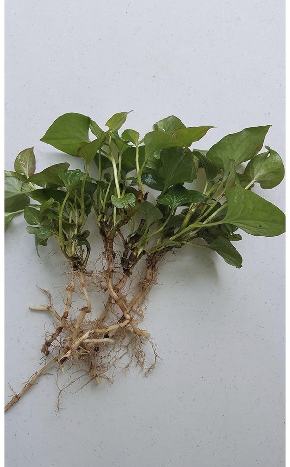 15 Live Bare Root Fish Mint Houttuynia Cordata Asian Herb Plants | eBay