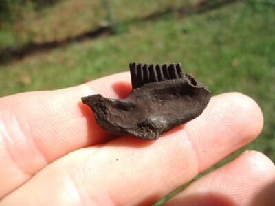 CHOICE MUSKRAT MANDIBLE JAW BONE w/ TEETH FLORIDA FOSSILS ICE AGE ...