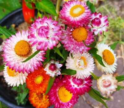 EVERLASTING PAPER DAISY FLOWER SEEDS Helichrysum Paper Daisy MIxed ...