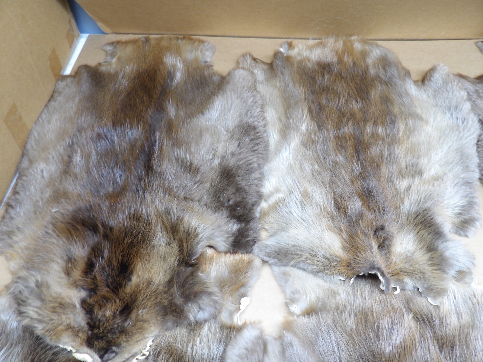 Professionally soft tanned beaver hide in Rug form/crafts/taxidermy | eBay