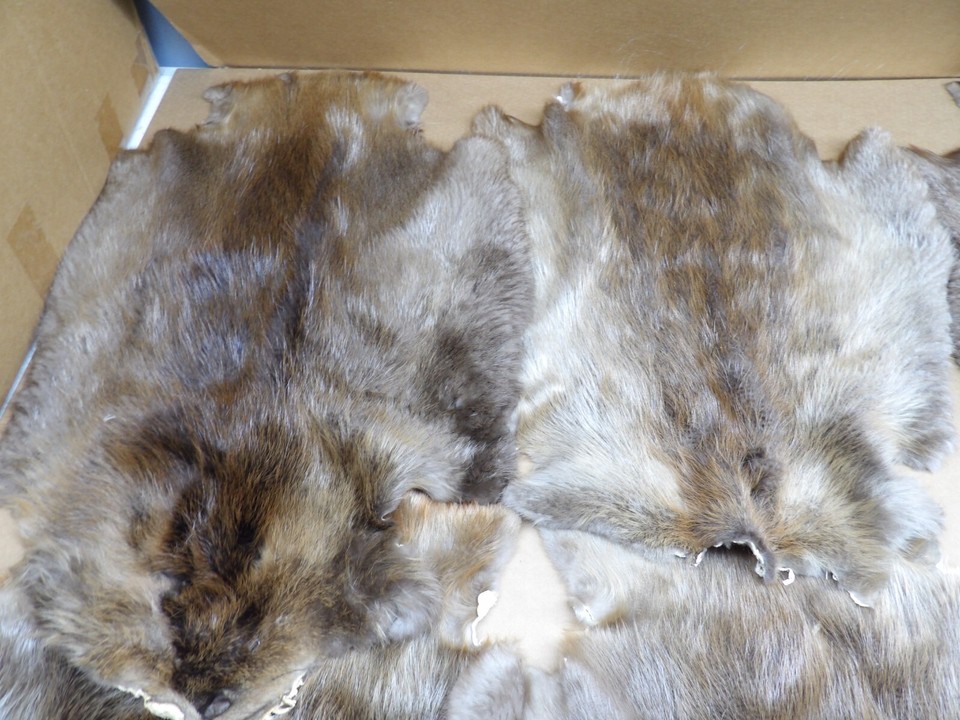 Professionally soft tanned beaver hide in Rug form/crafts/taxidermy | eBay