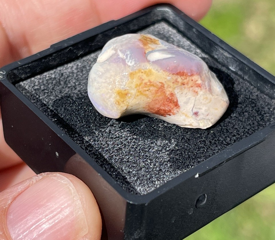 Opal Shell 19ct Fossil Lightning Ridge Australia Opals Fossils ...
