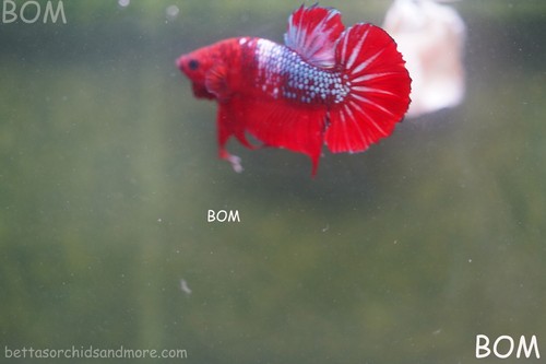 LIVE BETTA HMPK MALE FANCY RED | BOM-A177 | eBay