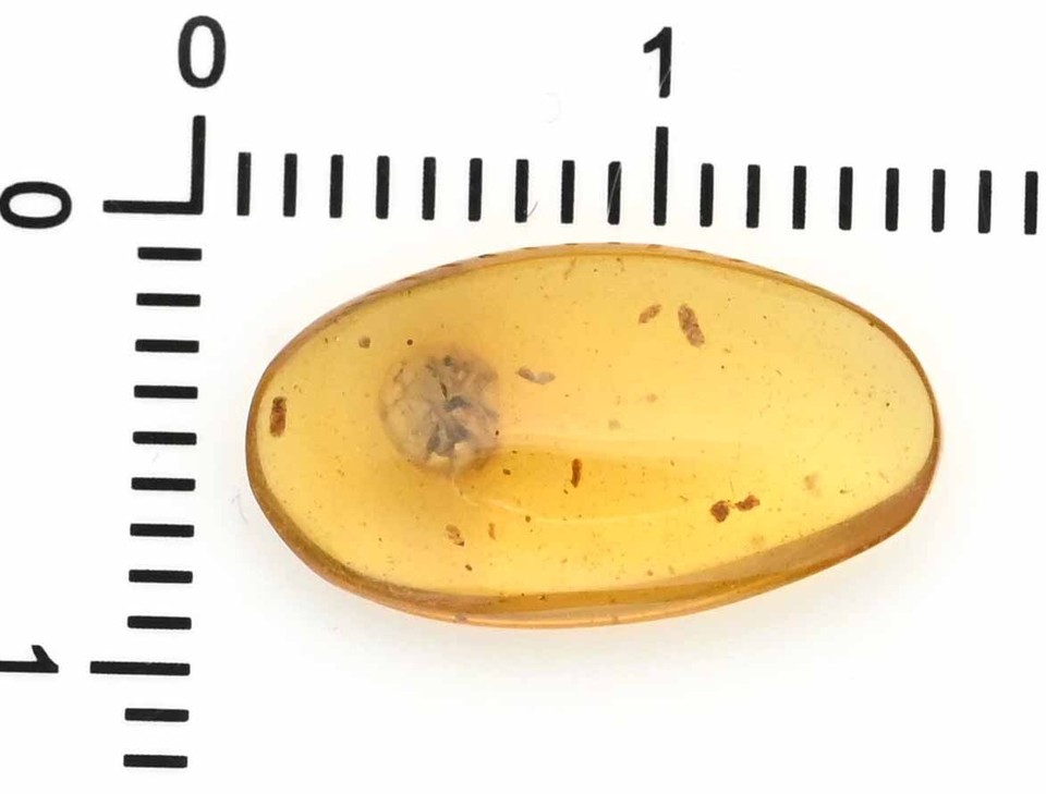 Curled Terrestrial Crustacean (Isopod), Fossil inclusion in Burmese ...