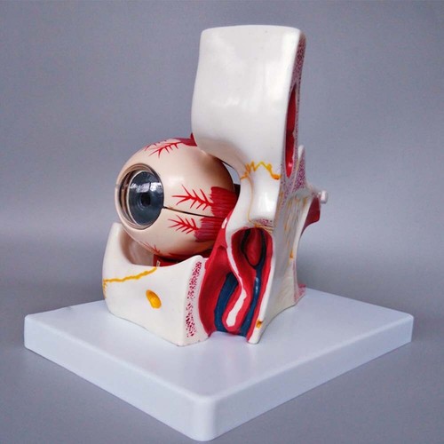 Anatomical Human Eye with Orbit Model Eyelid Medical Anatomy 3 Times ...