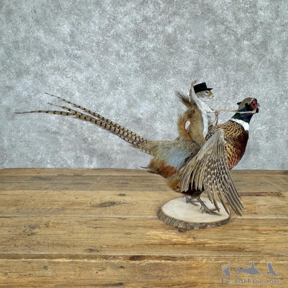 #29518 P | Grey Squirrel & Ringneck Pheasant Novelty Mount For Sale | eBay