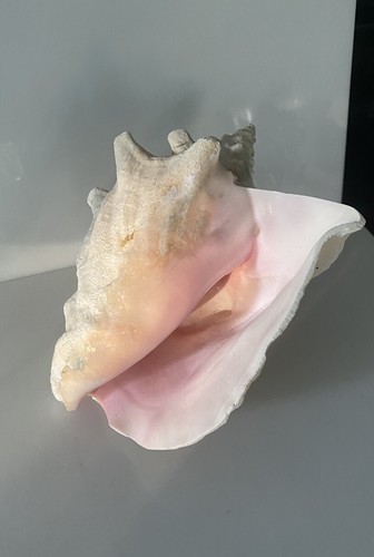 Extra Large Conch Sea Shell Natural Vintage Ocean Beach Decor | eBay