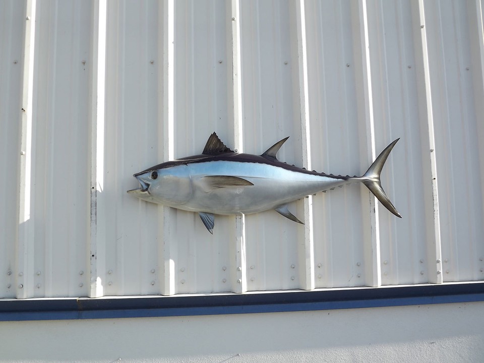 48" Bluefin Tuna Half Mount Fish Replica - Quick Production | eBay