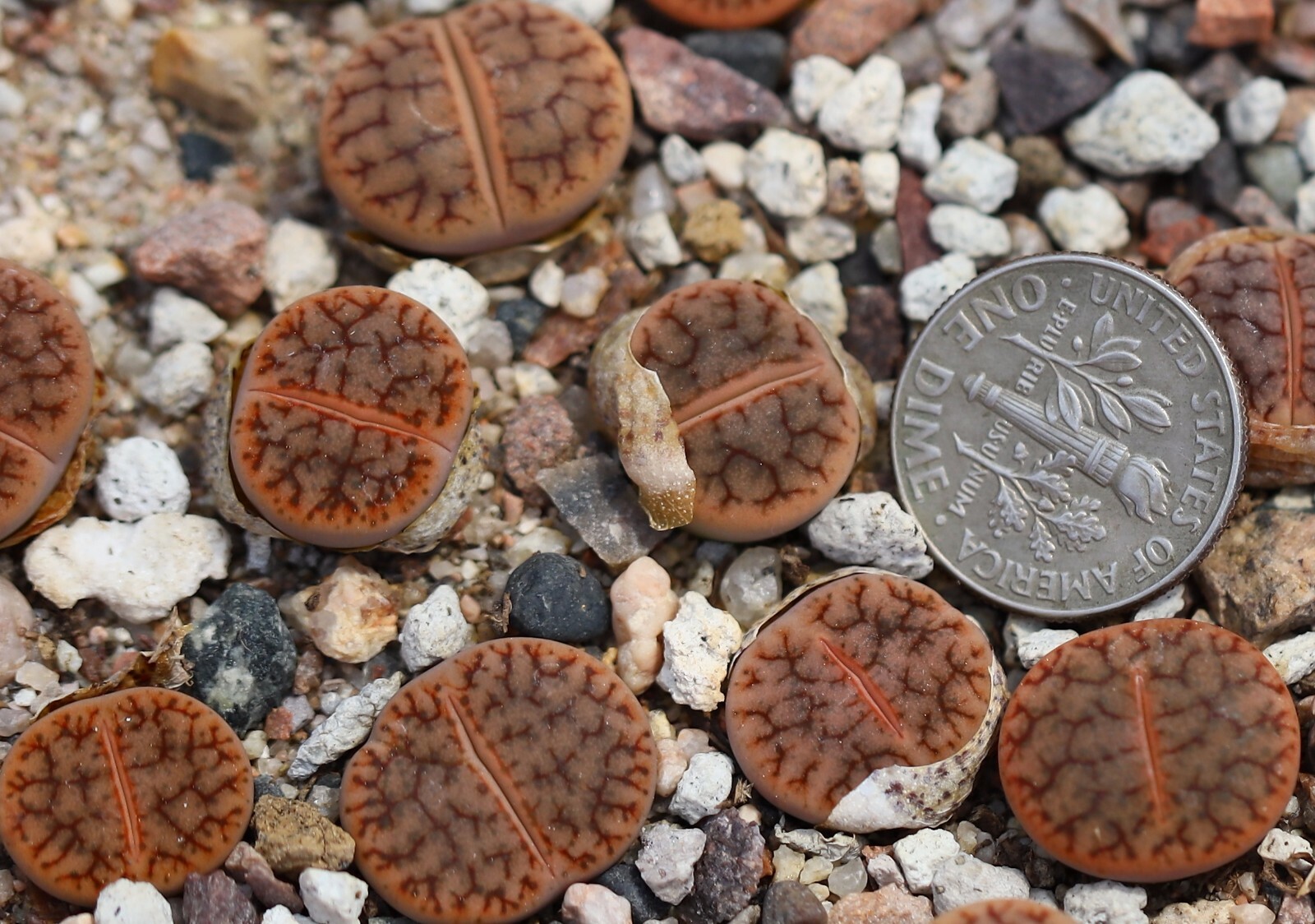 Plant - one -Lithops gracilidelineata C394 | eBay