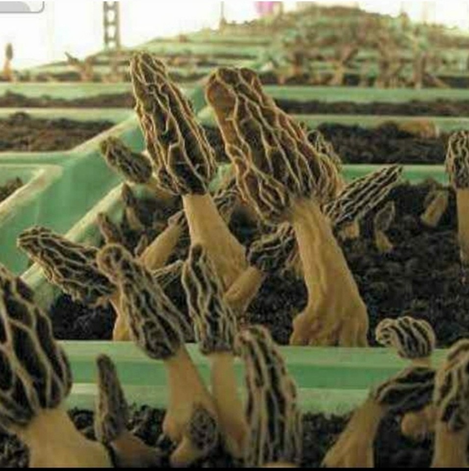 Morel Mushroom- Garden Grow Kit- Guaranteed! Free Shipping! | eBay