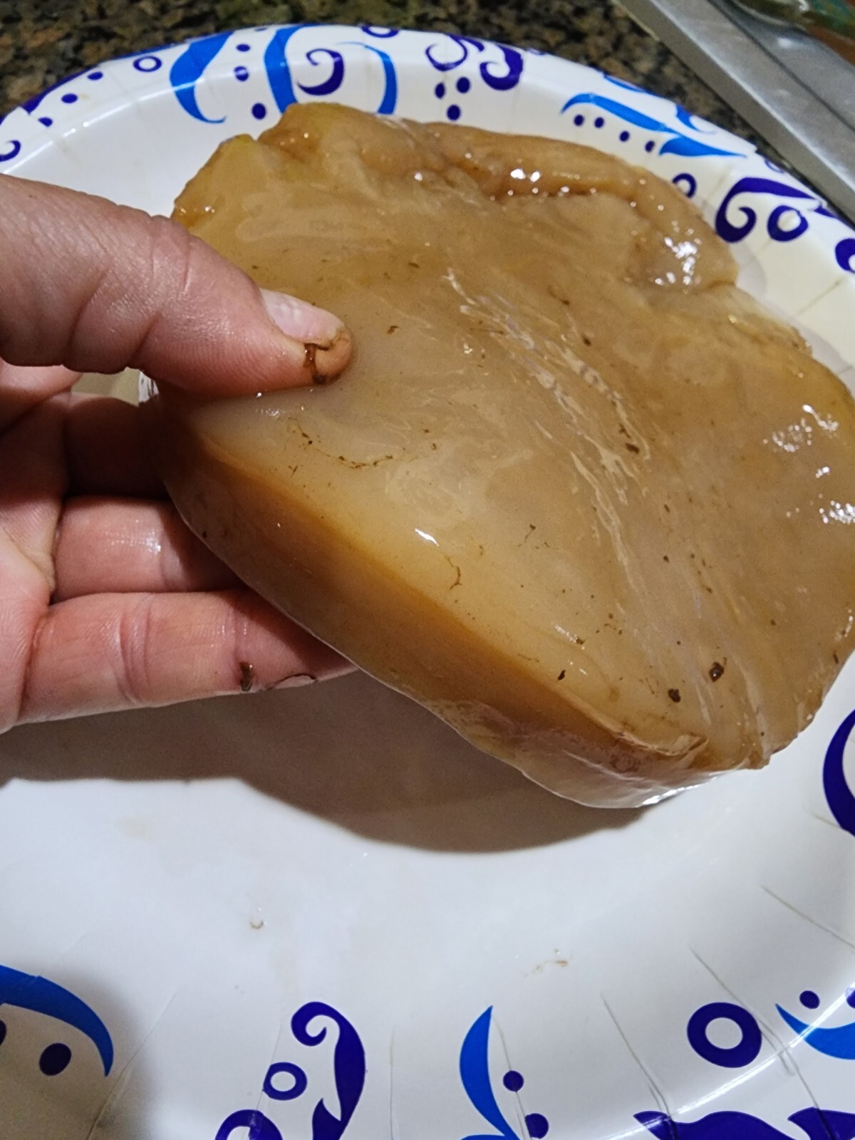 Giant Kombucha Scoby