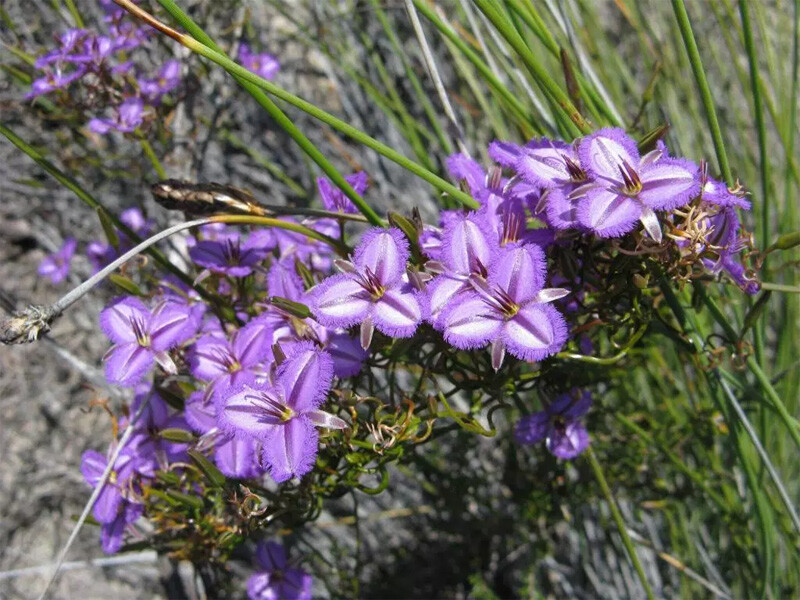 Thysanotus multiflorus - Fringed Lily - 20 Seeds | eBay