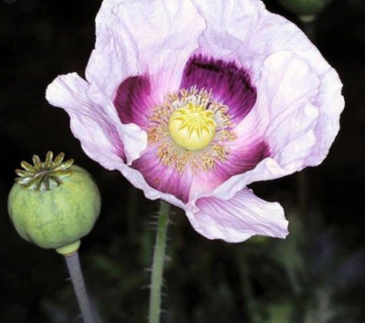 PAPAVER som. 'Blue Moon' poppy 50+ seeds | eBay UK