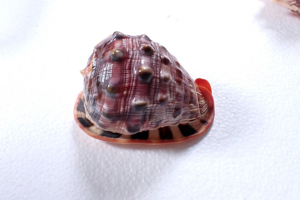 sea shells - cassis rufa super dark 135-m.m. -m.m. f+++rare color gem ...