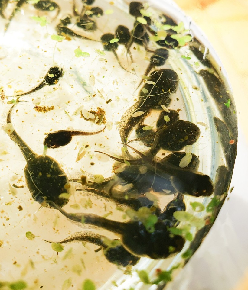 25+ Live Tadpoles, small size, healthy and energetic! Tree Frogs, Toads ...