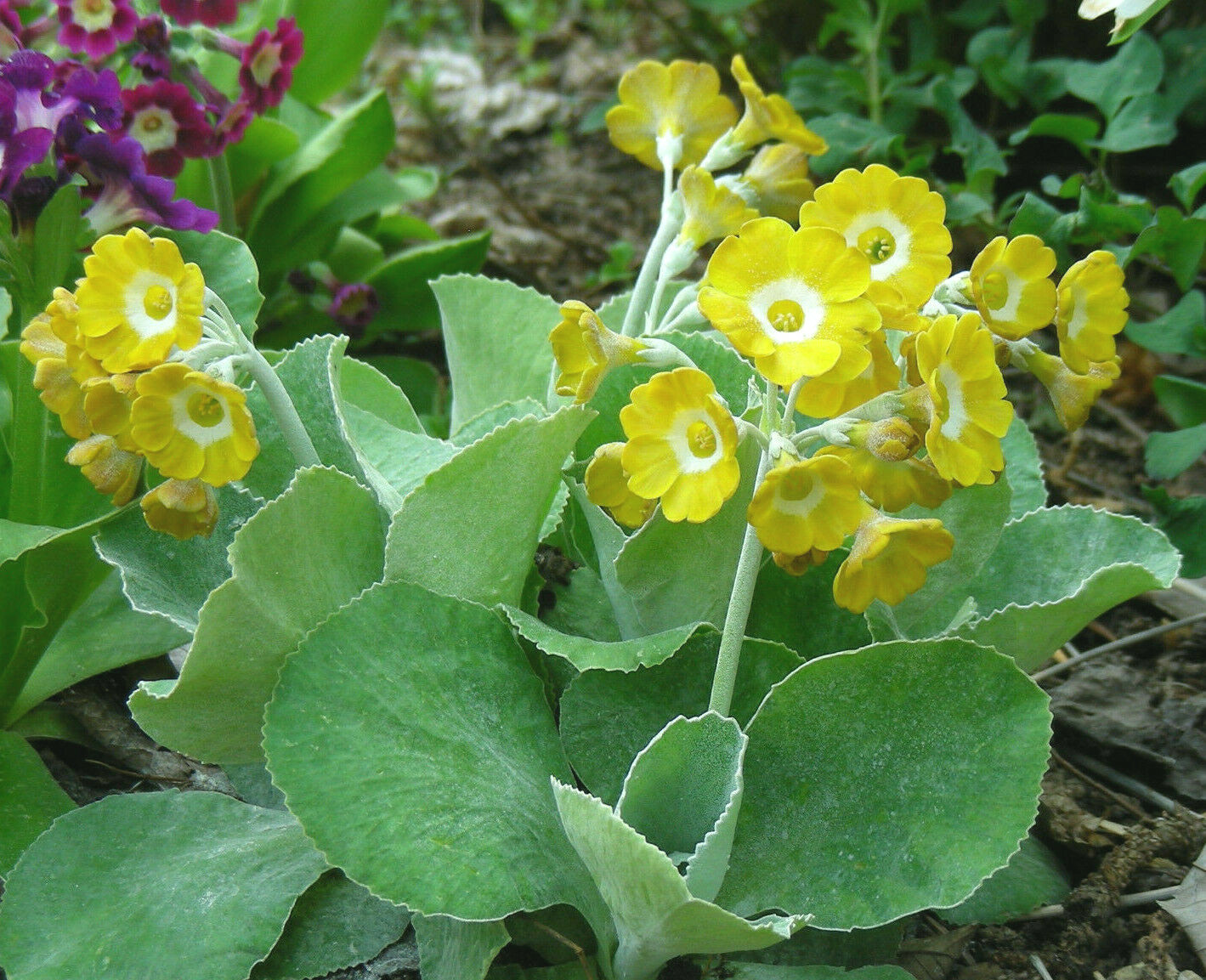 Garden or Border Auricula Seeds : Mixed Colours : Alpine Primula ...