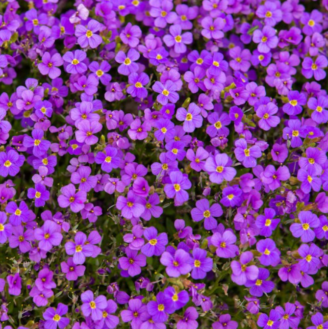 Landscaper's Pack ULTIMATE GROUNDCOVER MIX w/ Perennials Non-GMO 5000 ...