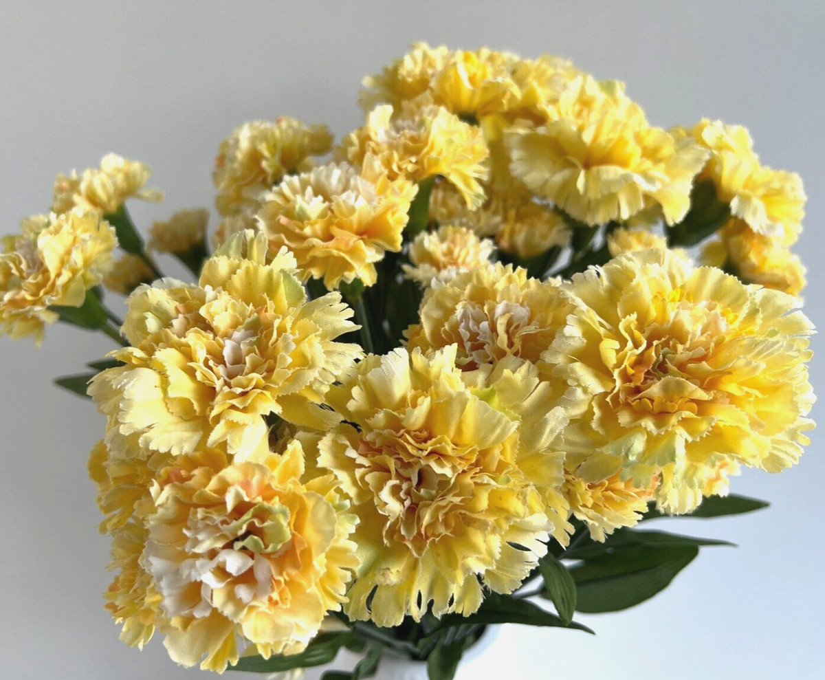 Flower Carnation Yellow