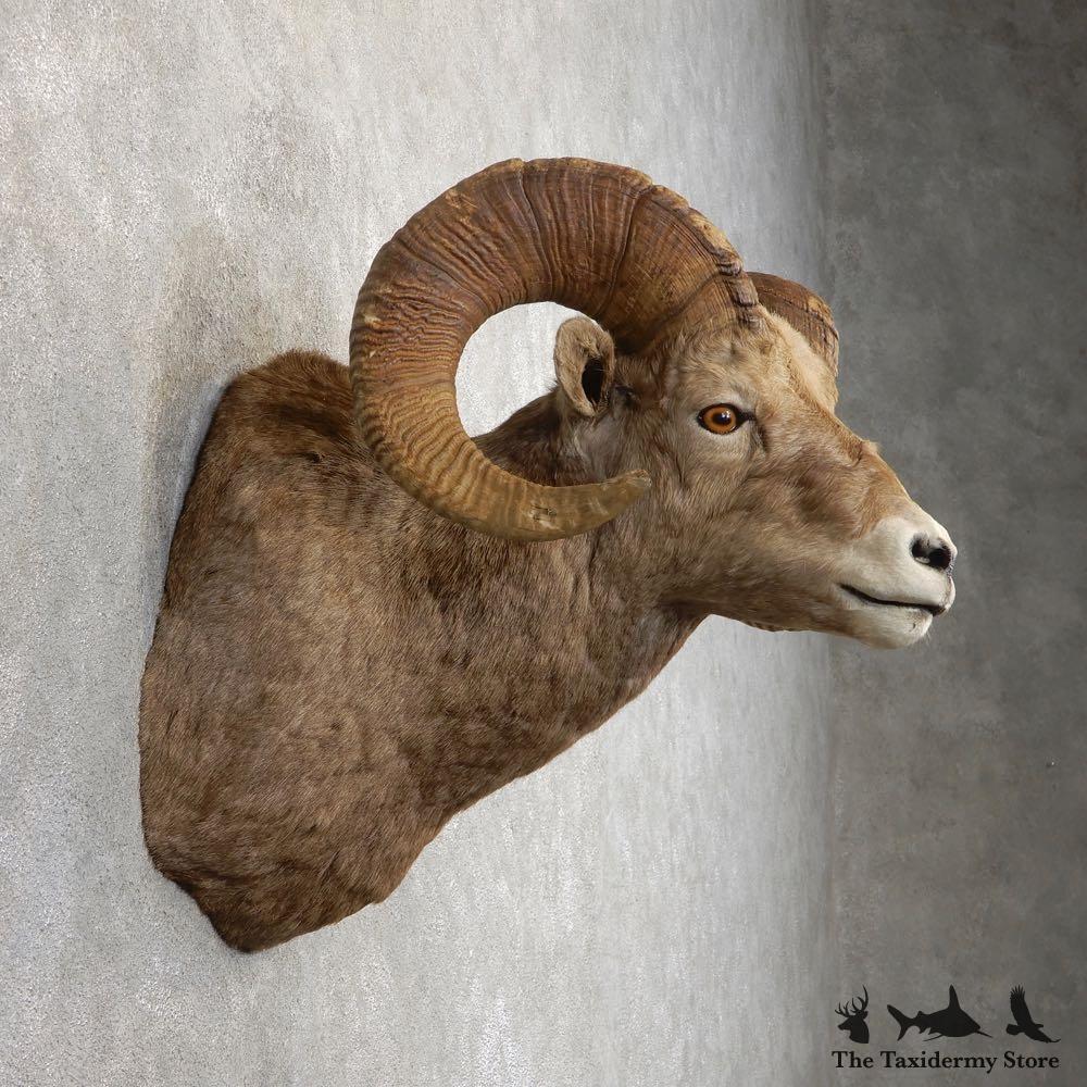 #21315 P | Bighorn Sheep Taxidermy Shoulder Mount For Sale | eBay